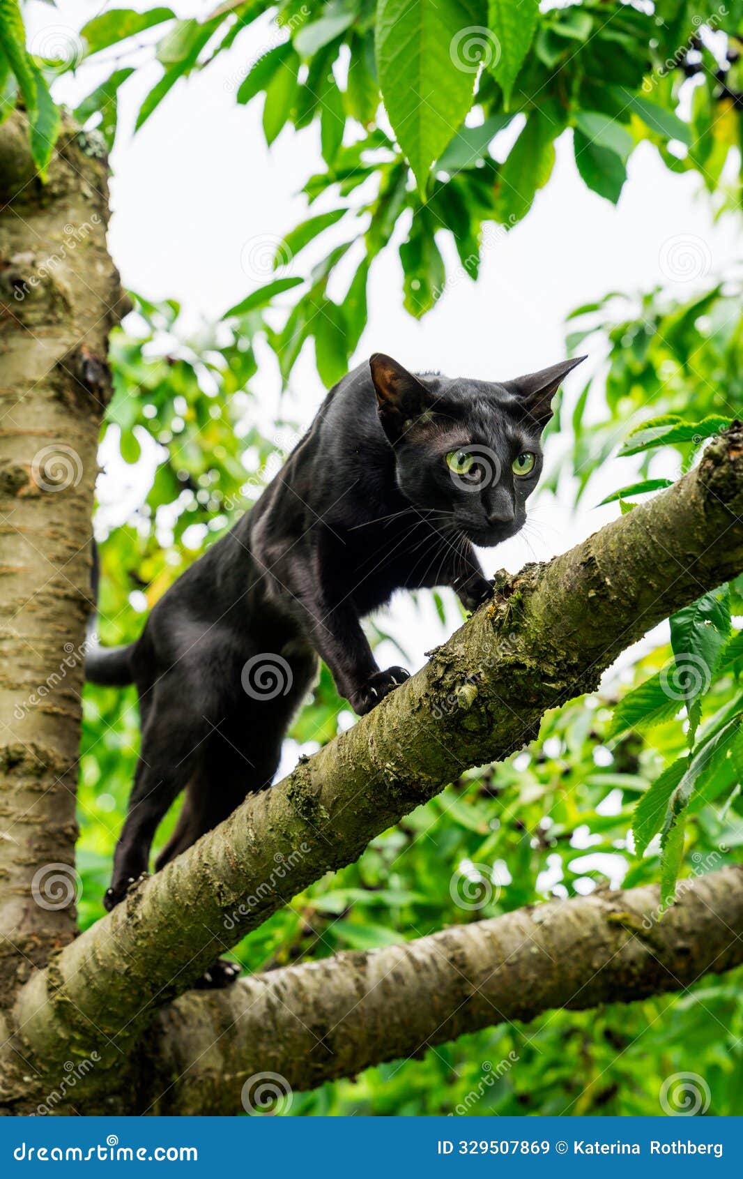 Black cat on the tree stock image. Image of domestic - 329507869