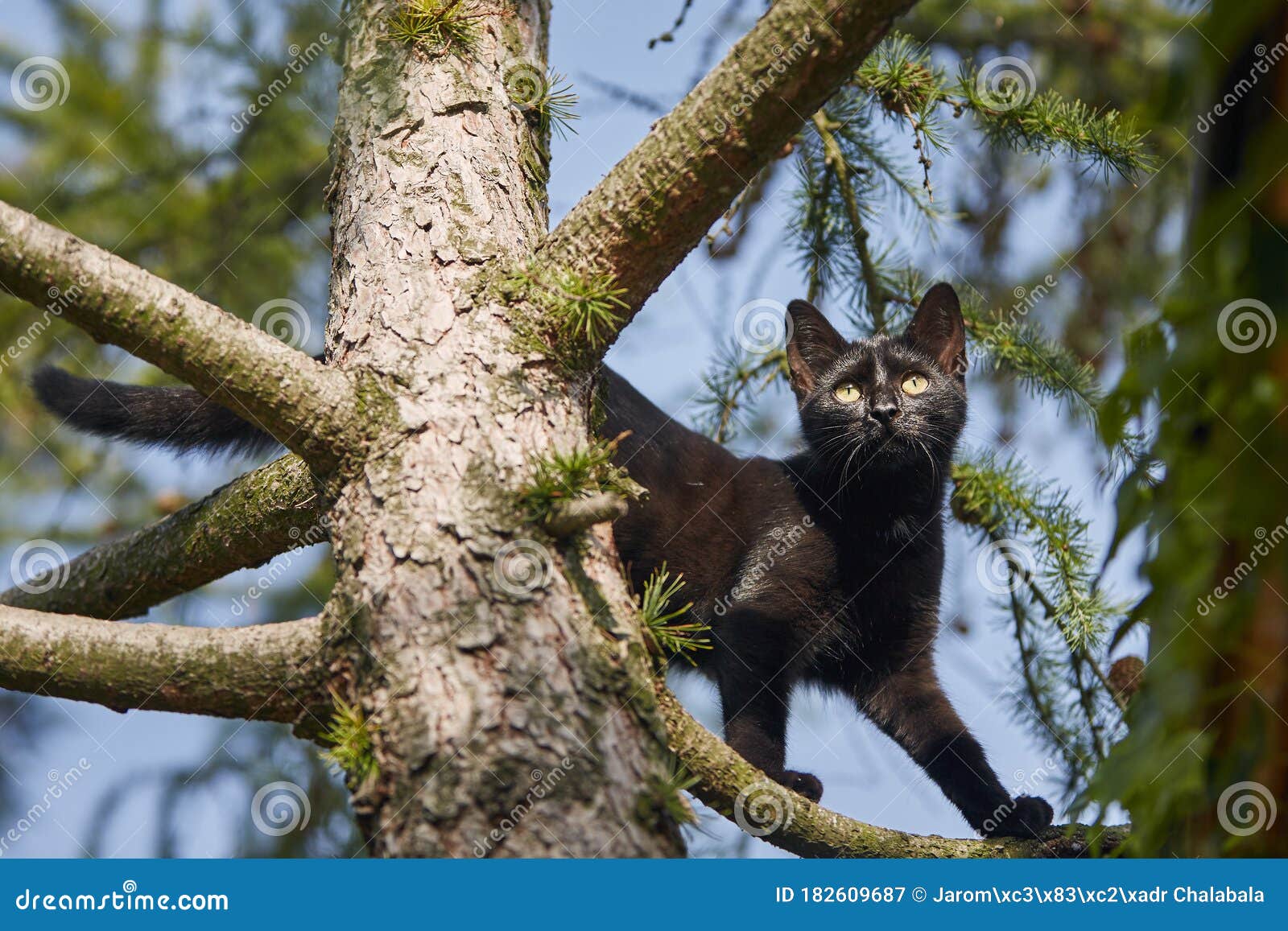 Black cat on tree stock image. Image of beautiful, summer - 182609687