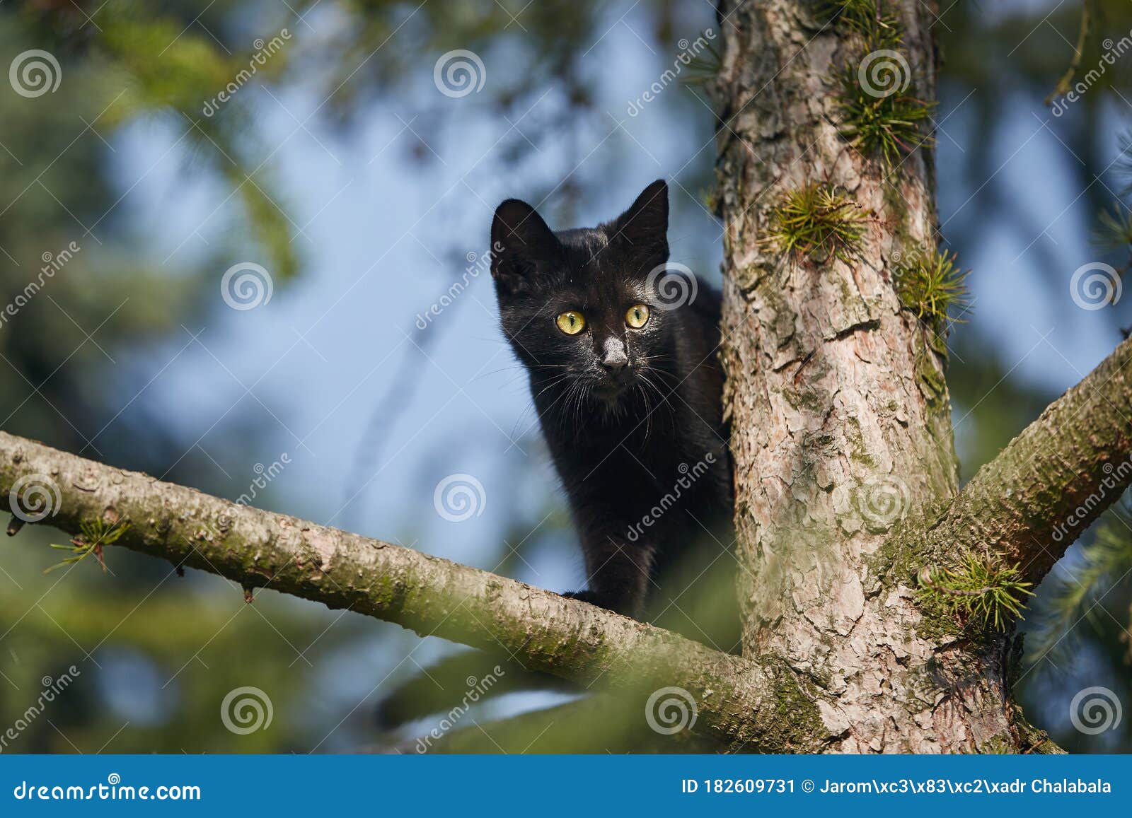 Black cat on tree stock image. Image of adorable, climbing - 182609731