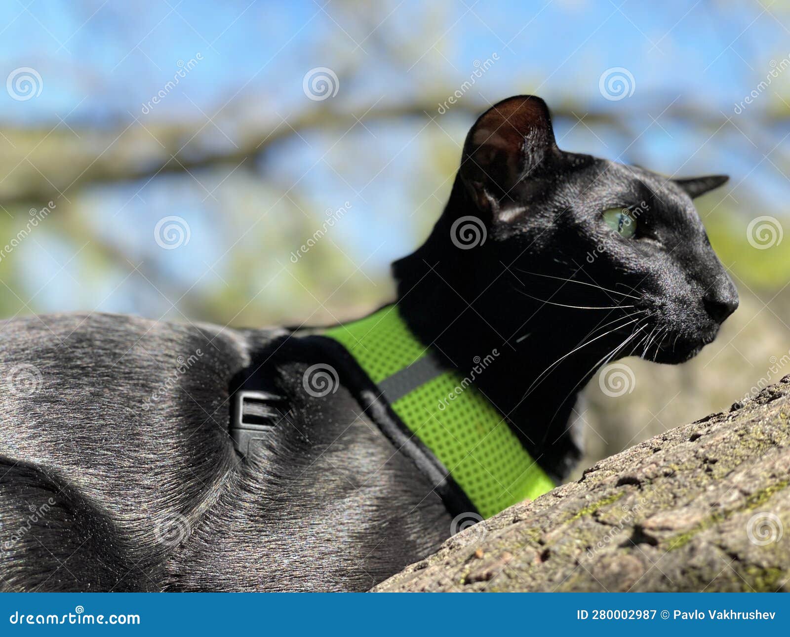 Black cat on tree stock image. Image of kitten, garden - 280002987
