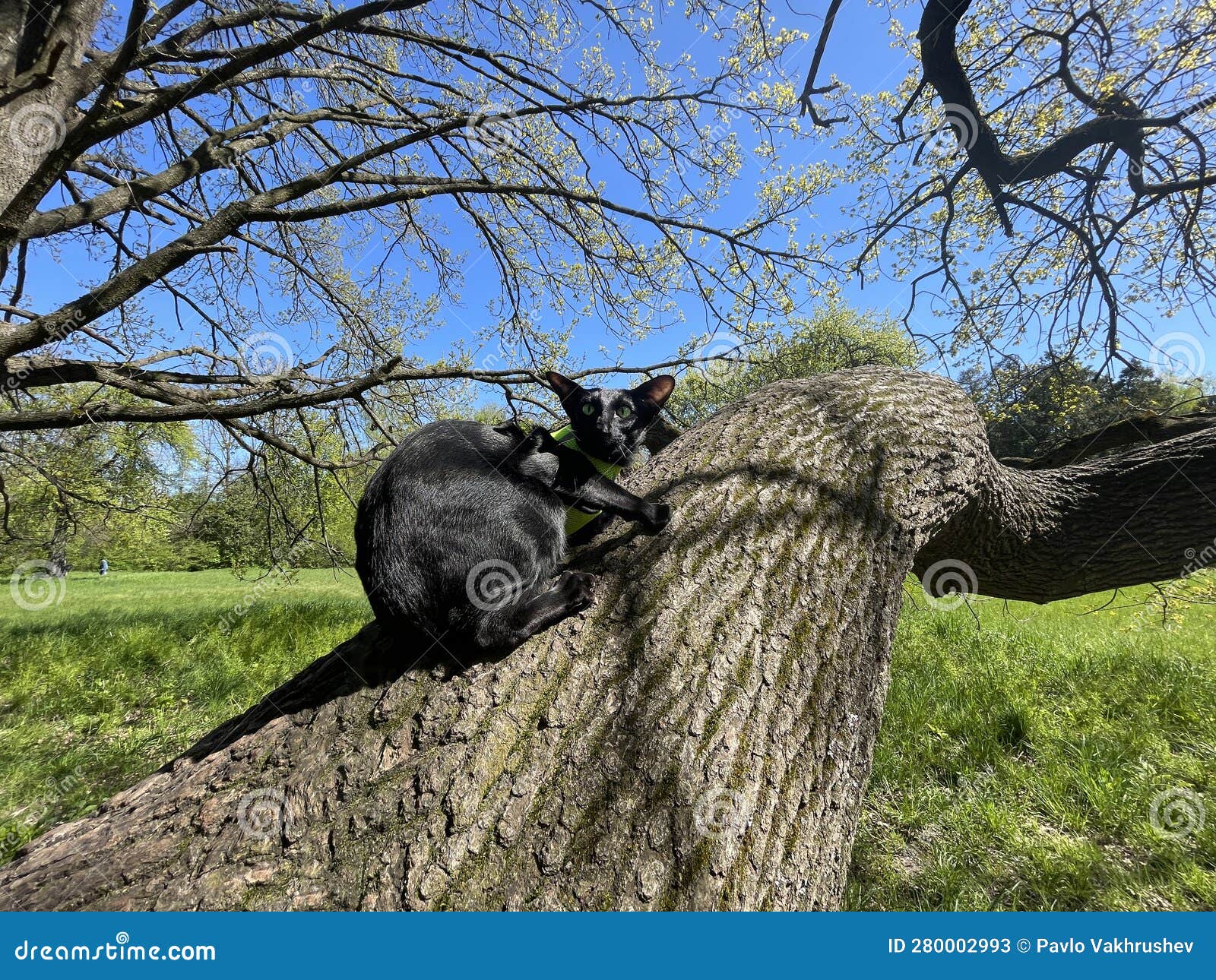 Black cat on tree stock image. Image of branch, mammal - 280002993