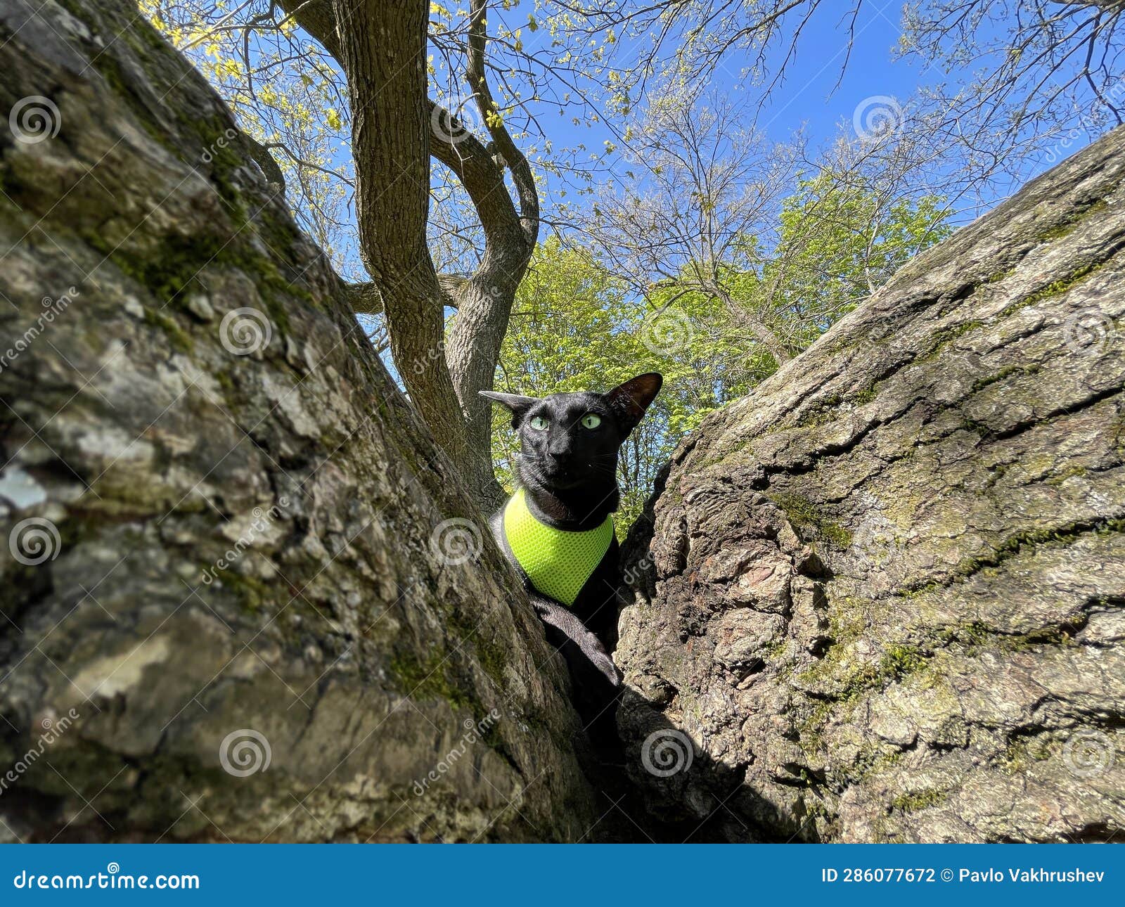 Black cat on tree stock photo. Image of face, playful - 286077672