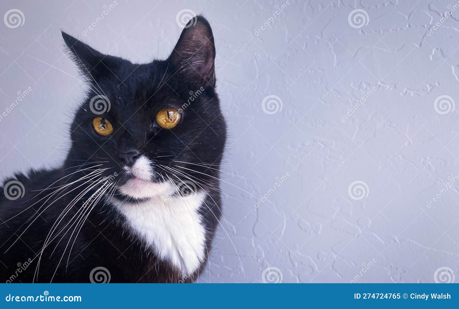 Black cat stock image. Image of eyes, feline, whiskers - 274724765