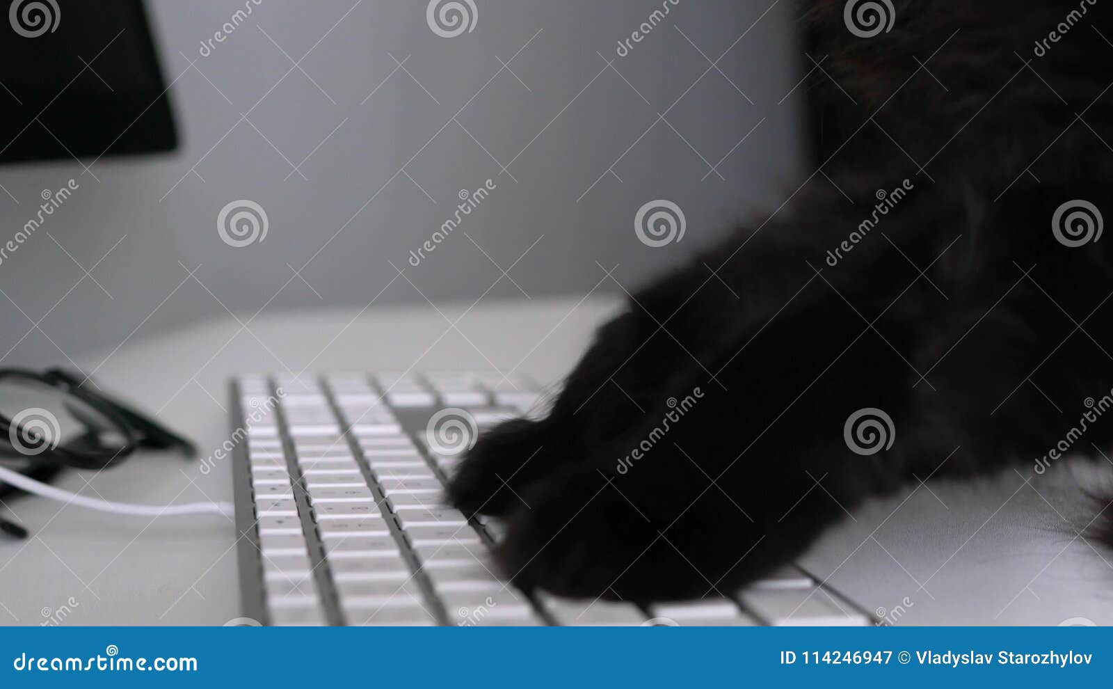 Black Cat is Typing Text on a Computer Keyboard Stock Video - Video of ...