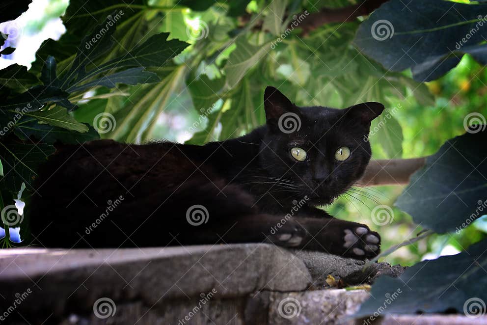 Black Cat Under Fig Tree stock image. Image of adorable - 122447041