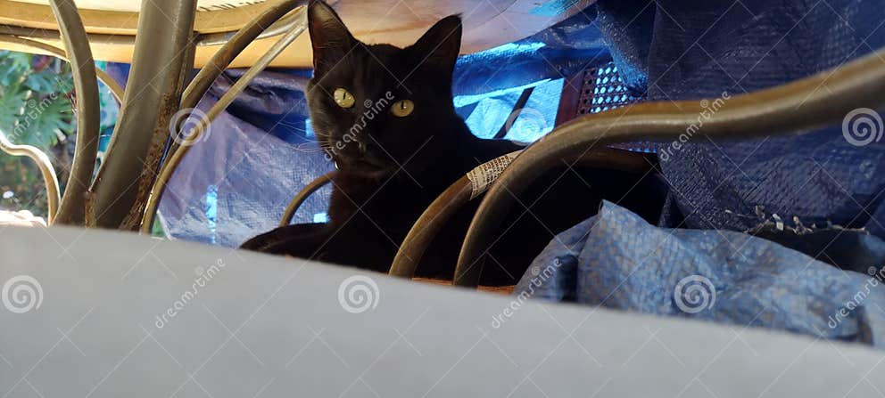 Black cat under table stock image. Image of animal, blue - 292612299