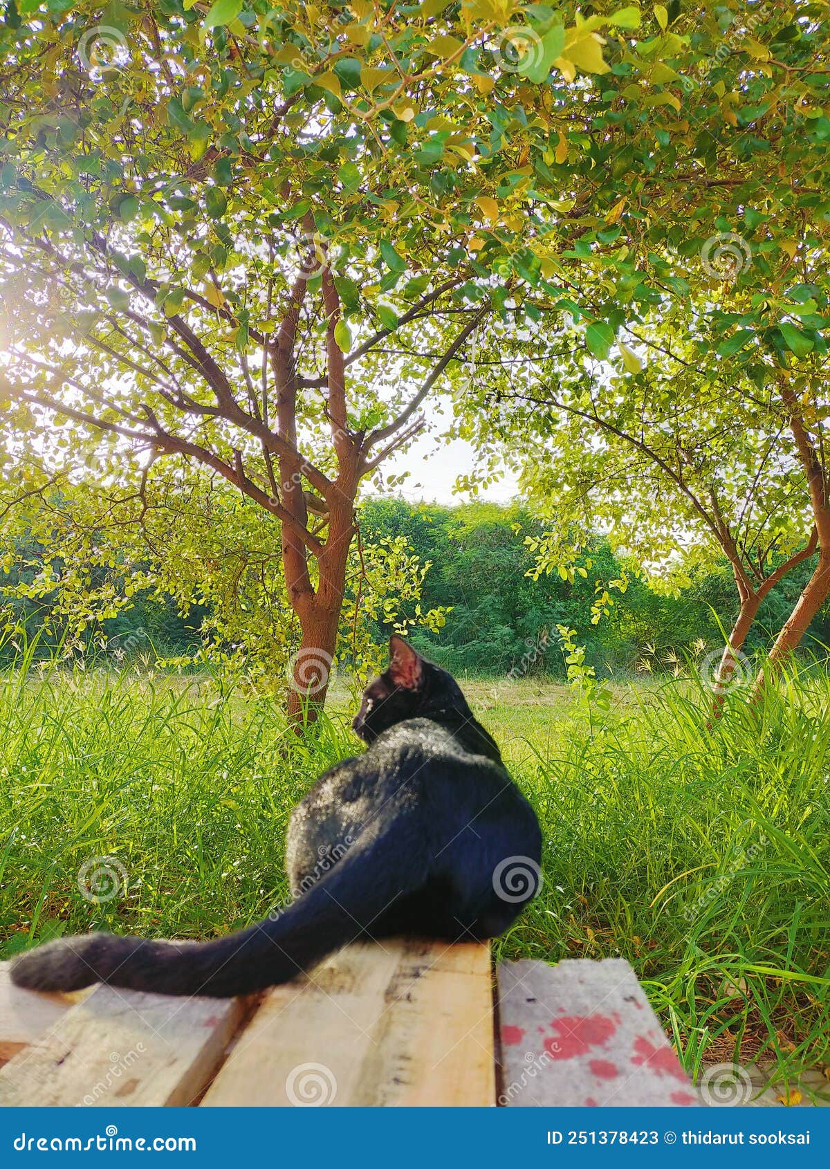 Black cat under the tree. stock image. Image of woodland - 251378423