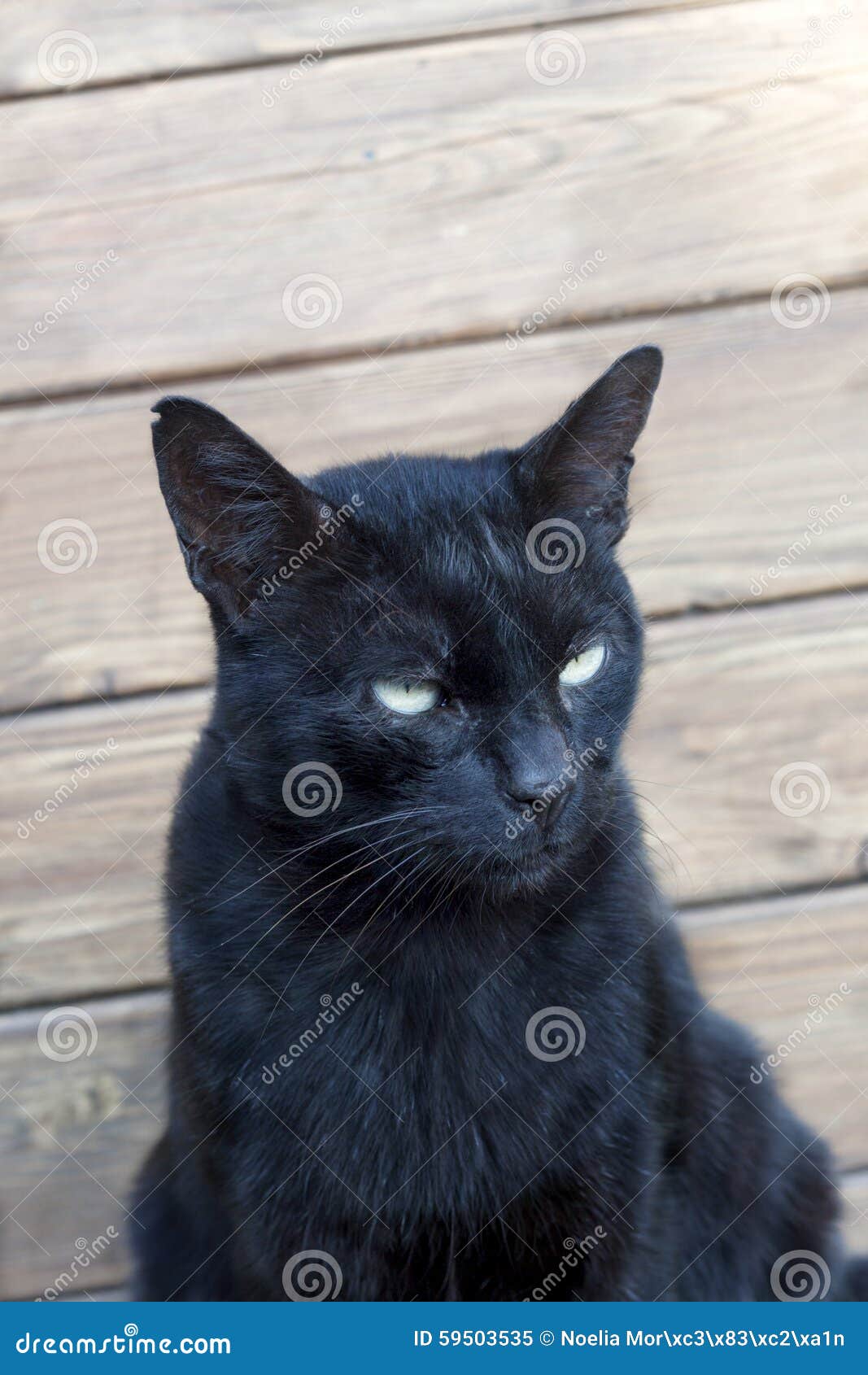 Black cat stock image. Image of cute, vertical, feline - 59503535