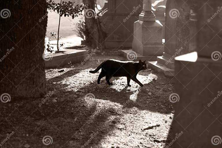 Black Cat Walking in a Cemetery Stock Image - Image of feline, contrast ...