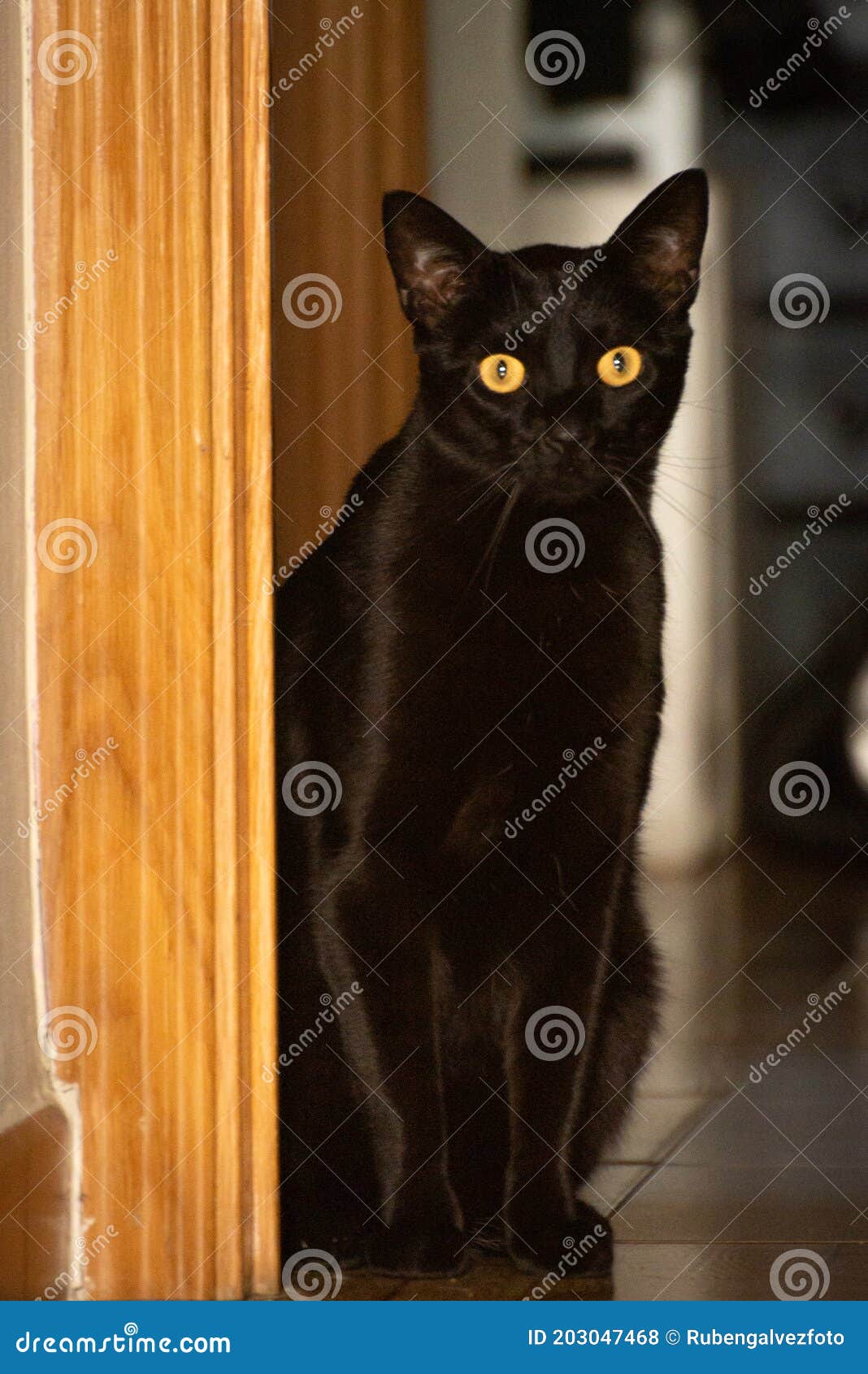 Black Cat Interior Portrait at Home Stock Photo - Image of family ...