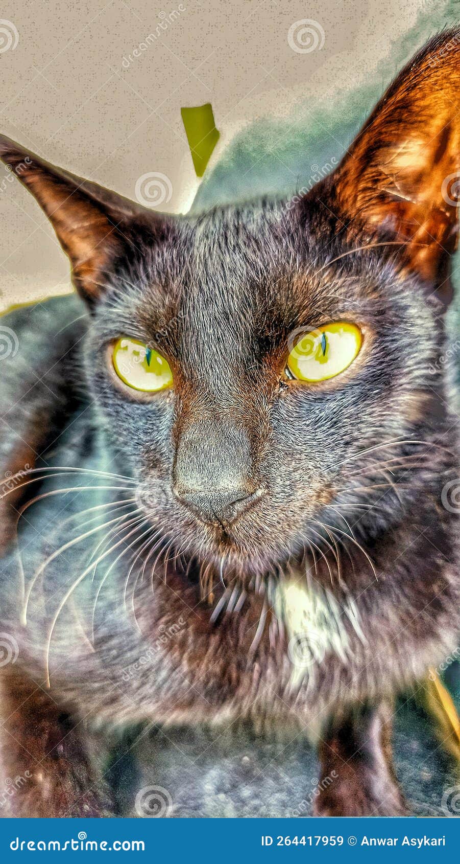 The Black Cat Was Staring Intently Stock Image - Image of staring ...