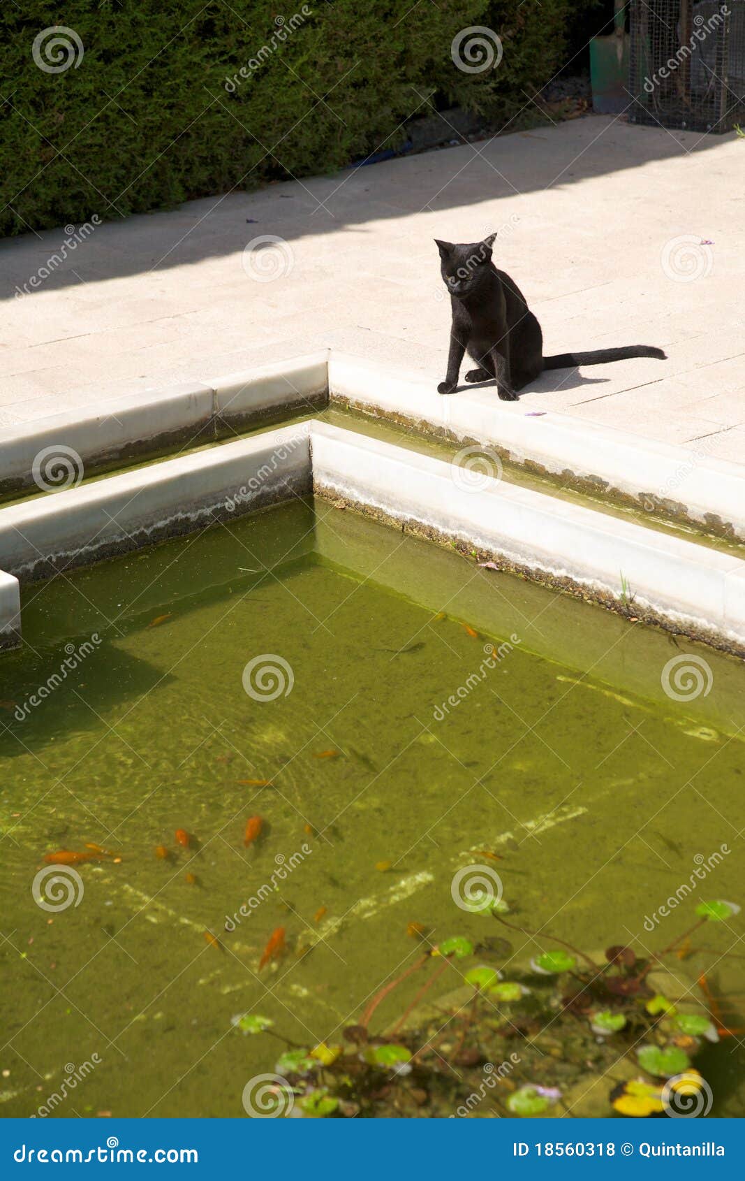 Black cat watching fish stock photo. Image of park, feline - 18560318