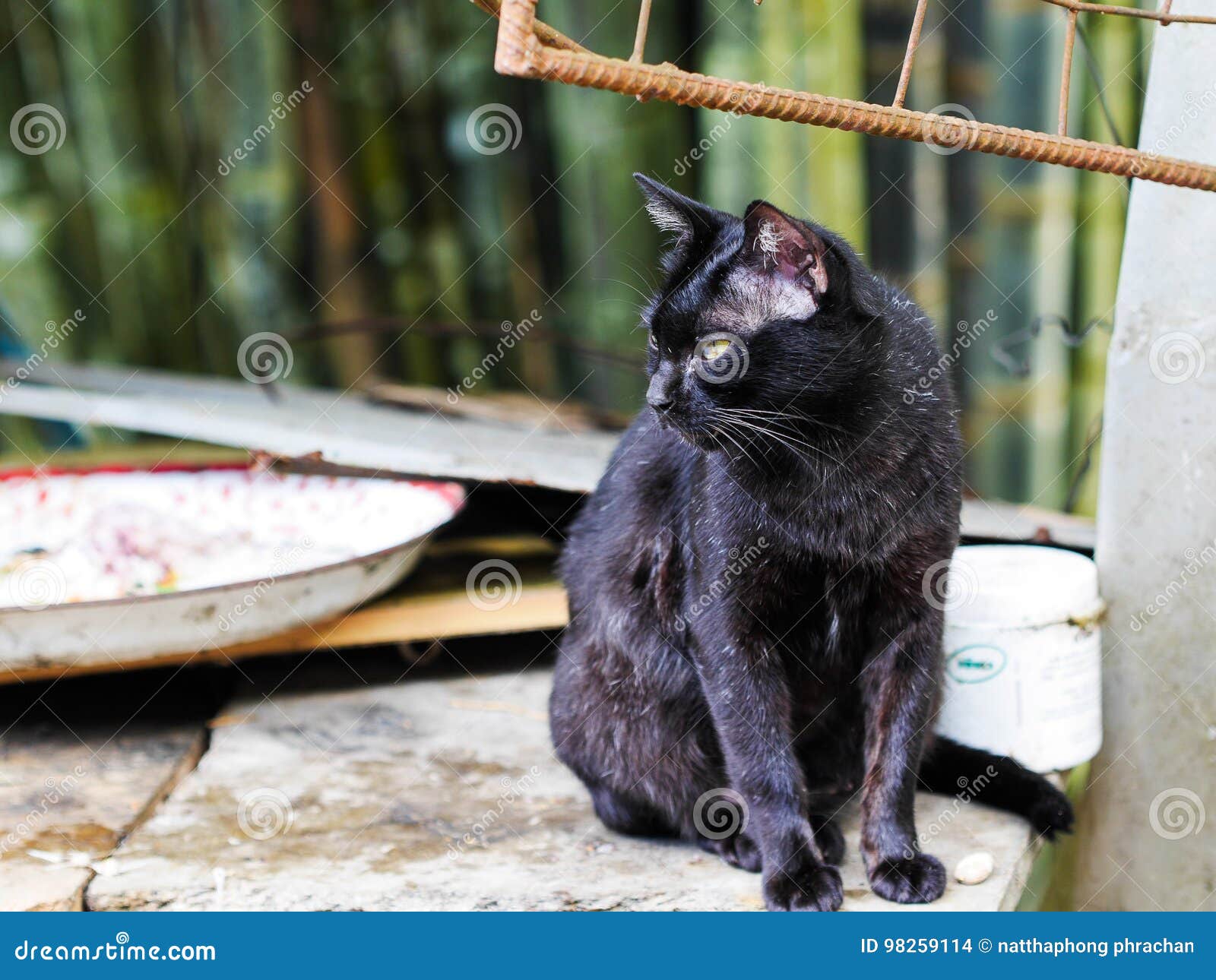 Black cat watching food stock photo. Image of green, licking - 98259114