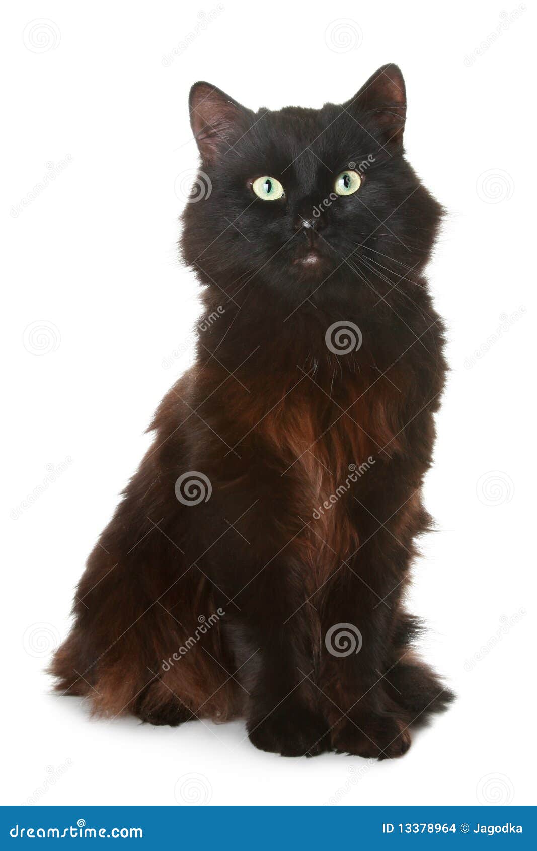 Black Cat on a White Background Stock Photo - Image of expression ...