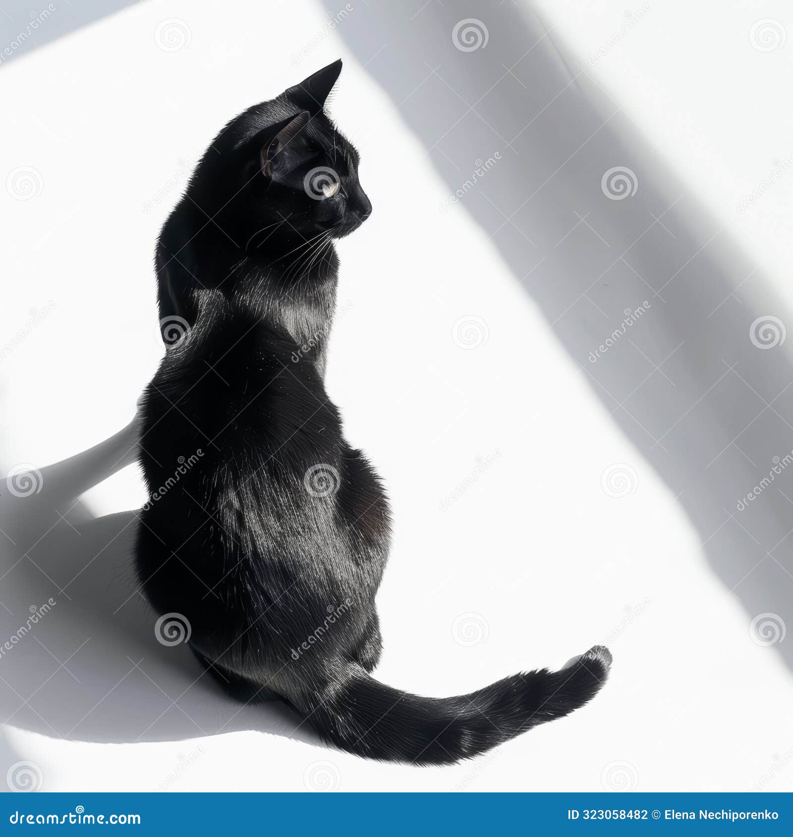 A Black Cat on a White Background Stock Illustration - Illustration of ...