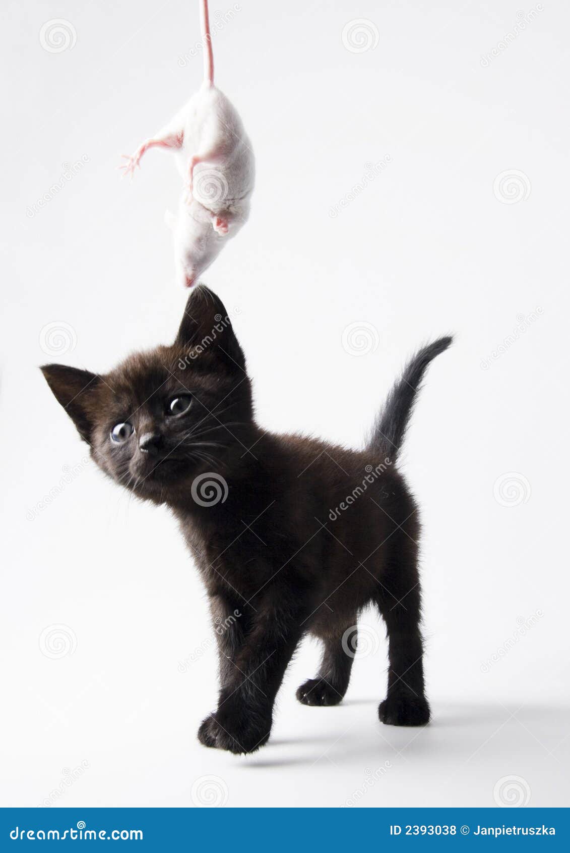 Black Cat & White Mouse Stock Photo - Image of eyes, silvestris: 2393038
