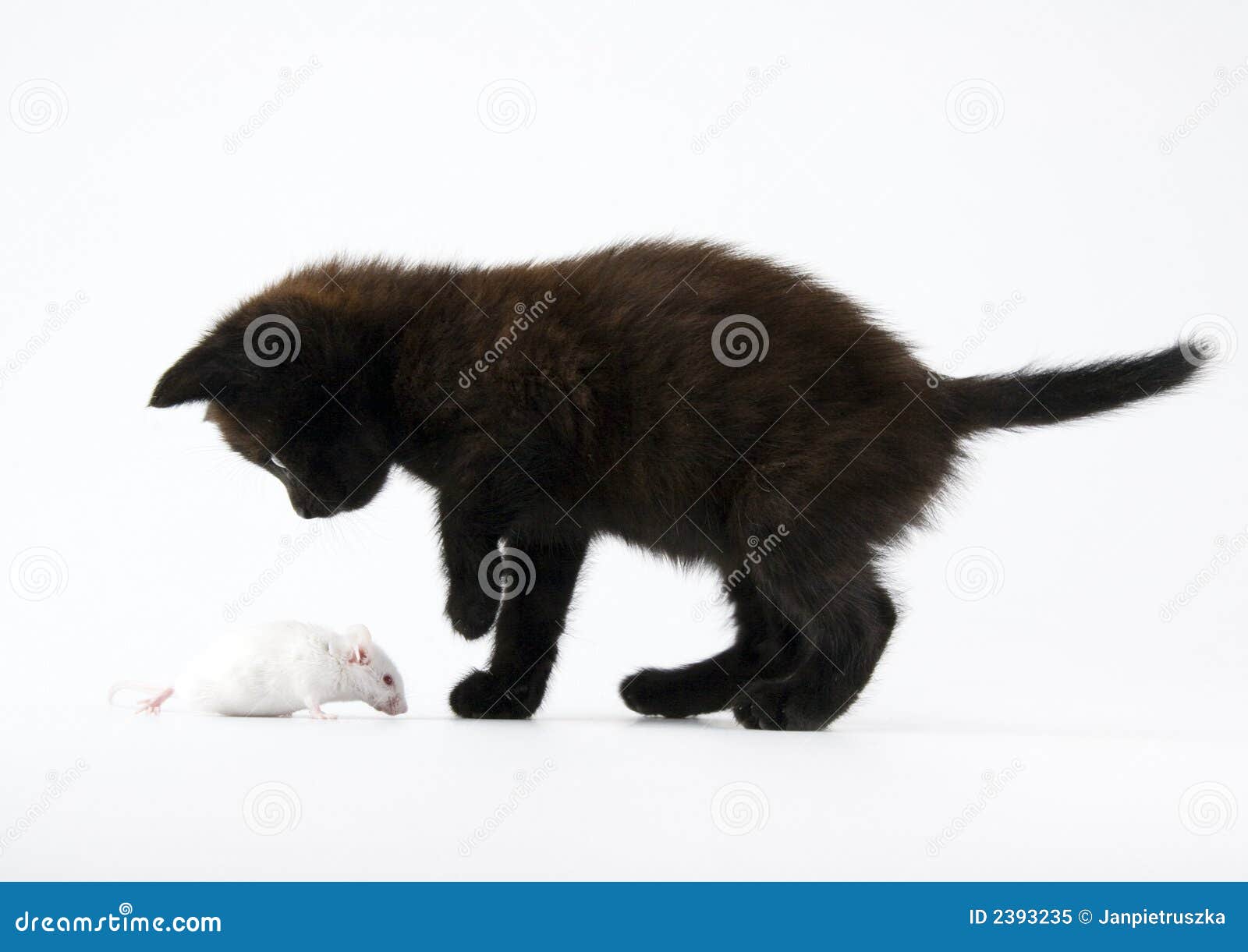 Black Cat & White Mouse Stock Image - Image of eyes, small: 2393235