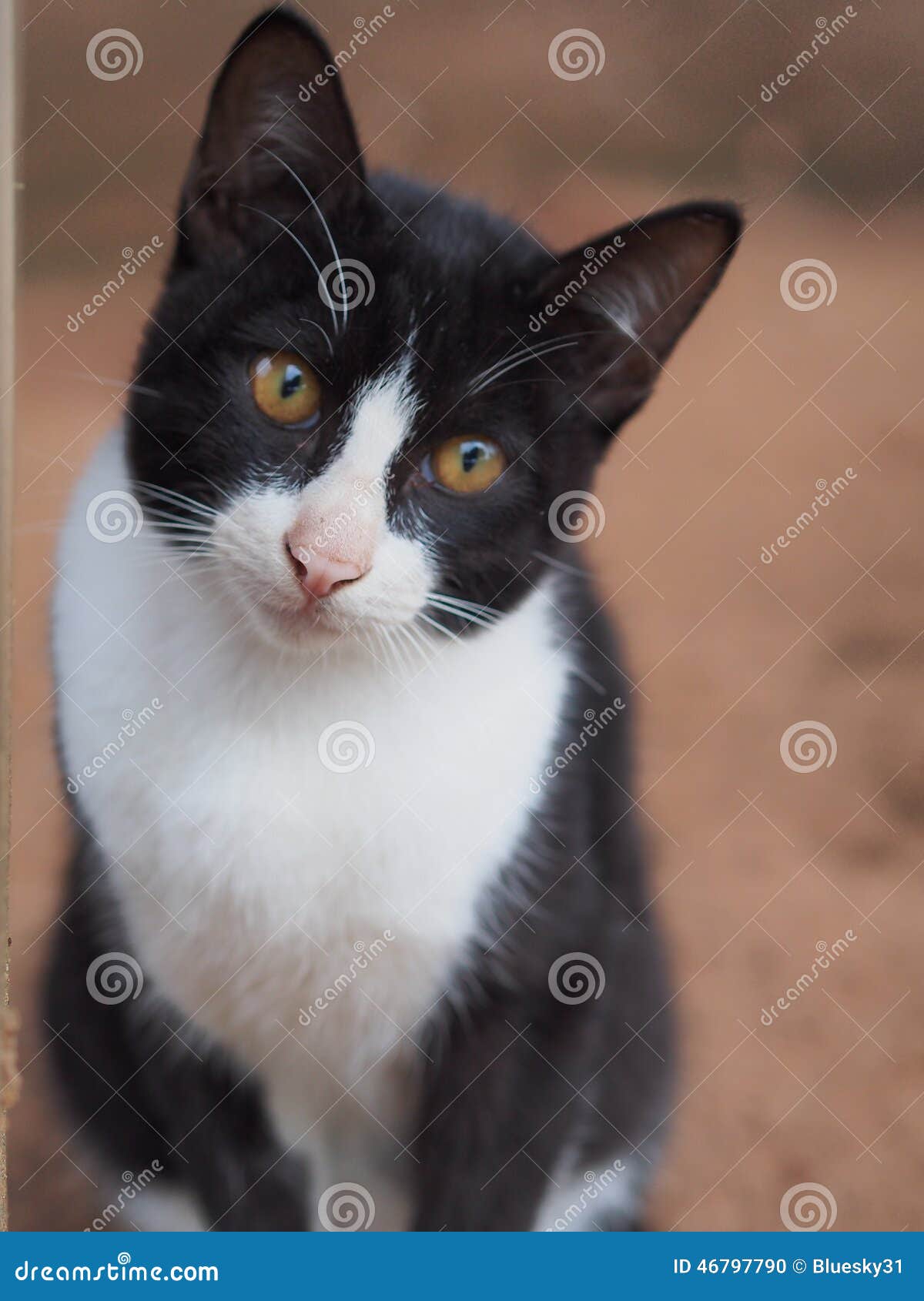 Black cat stock photo. Image of nature, muzzle, friend - 46797790