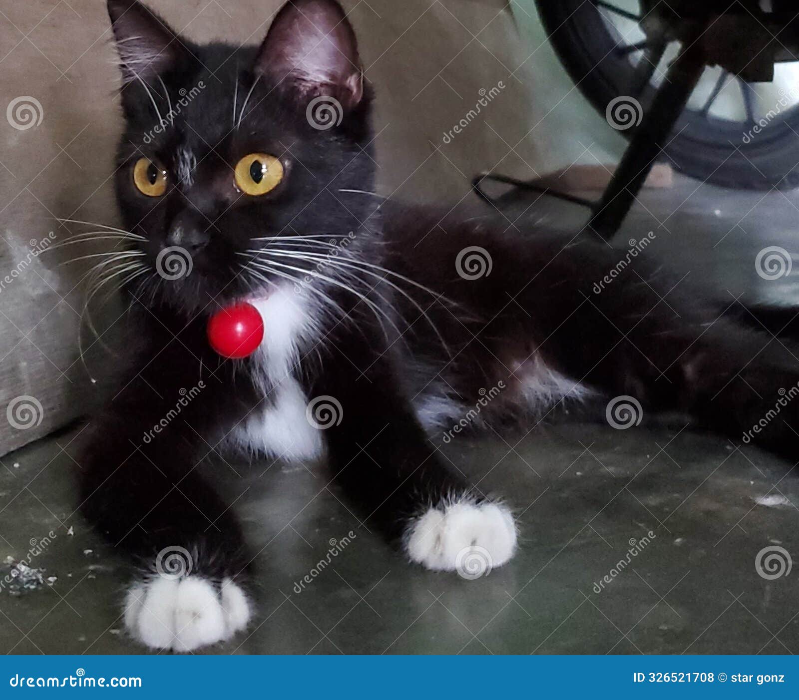 Black cat in white socks stock photo. Image of black - 326521708