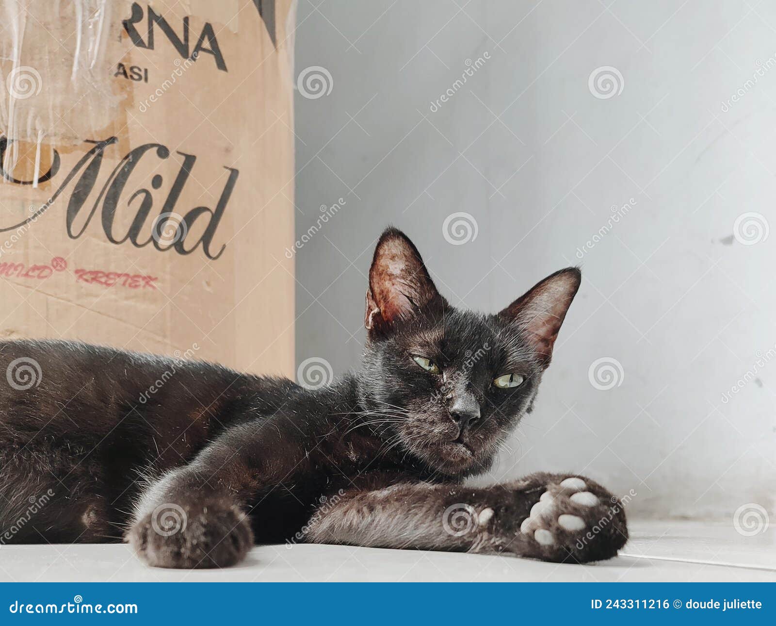 A Black Cat Whose Sleep is Disturbed Stock Photo - Image of paws, black ...