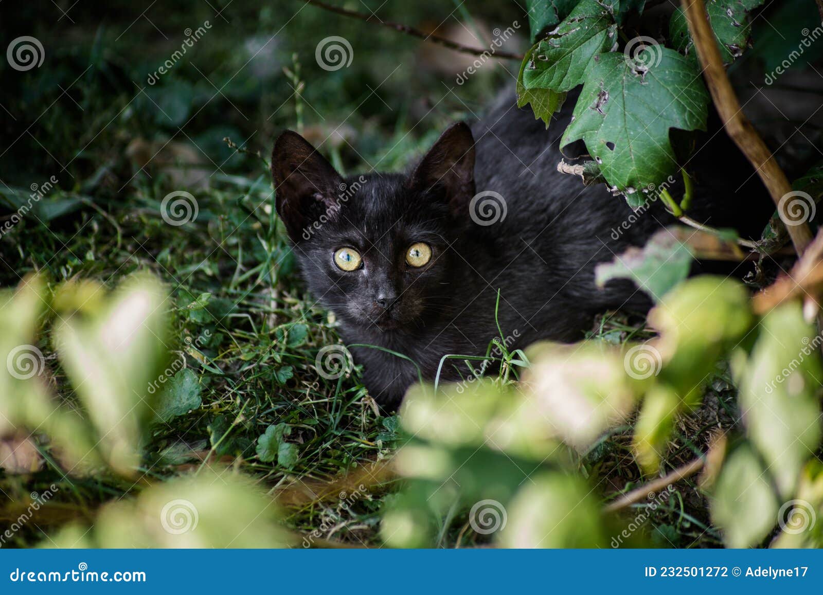 Black cat in the wild stock photo. Image of flower, mammal - 232501272
