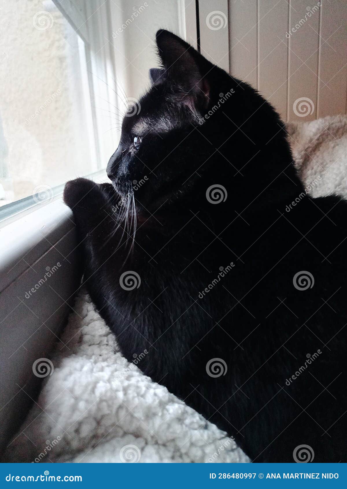 Black Cat in the window stock image. Image of feline - 286480997