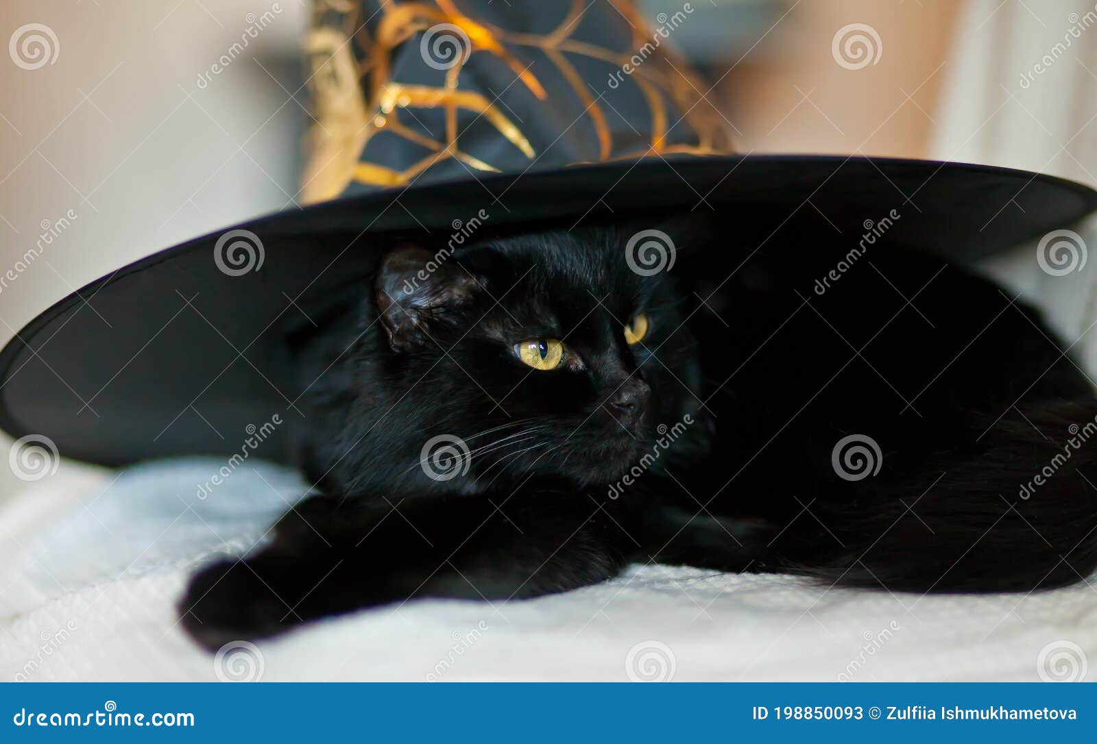 Black Cat in a Witch Hat. Halloween Concept. Stock Image - Image of ...