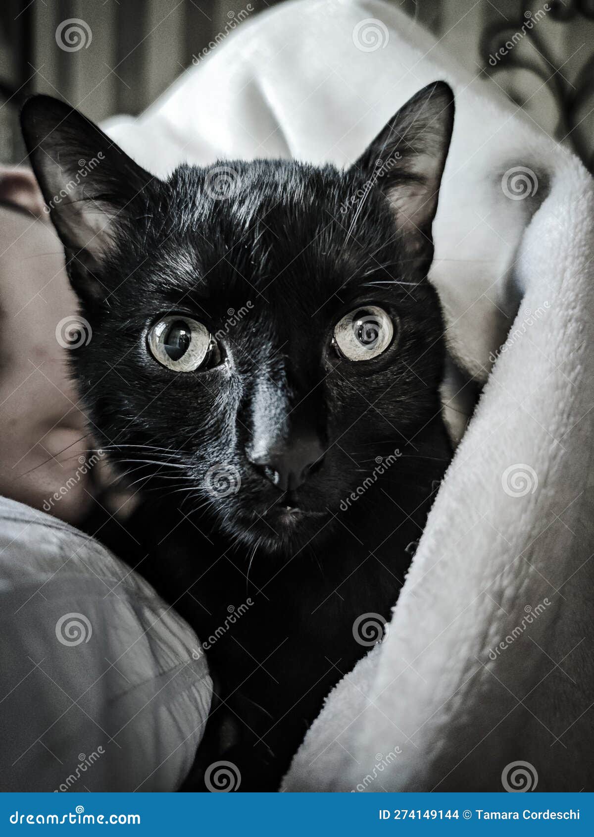 Black Cat with Wonderful Look Stock Photo - Image of love, cats: 274149144
