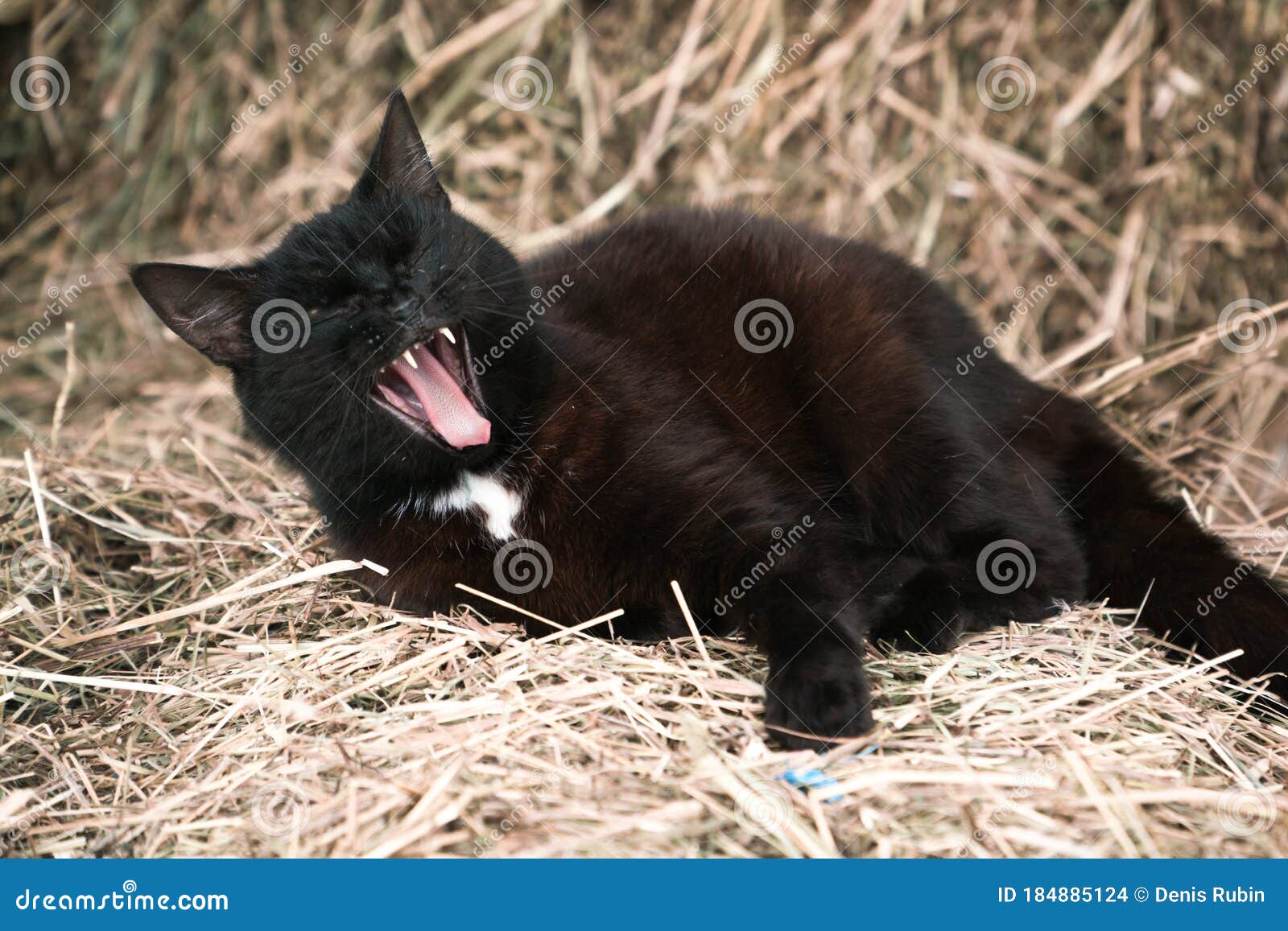 Black Cat Yawns Lying on the Straw Stock Photo - Image of mammal ...