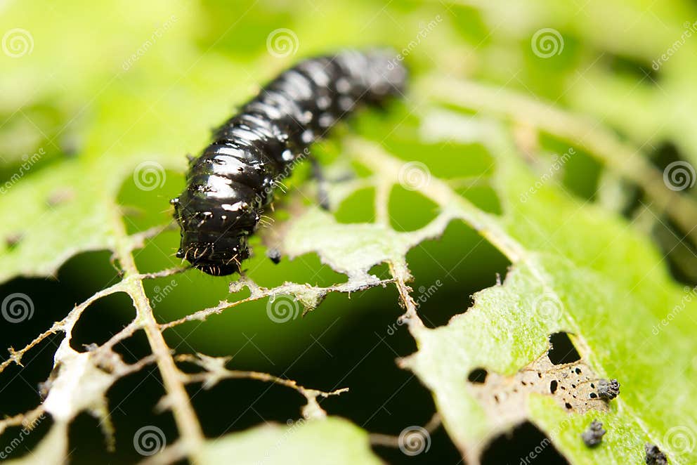 Black caterpillar stock image. Image of damage, crop - 25983305