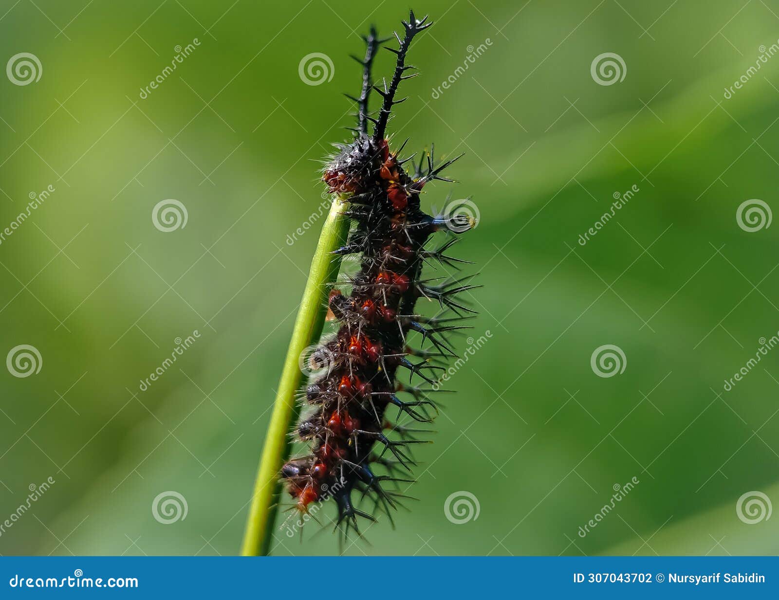 A Black Caterpillar with Red Spots, Taken in Macro Mode Stock Photo ...