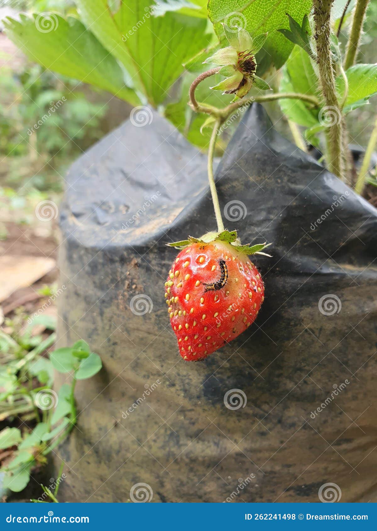 A Black Caterpillars Gnaw on Strawberries Stock Photo - Image of gnaw ...
