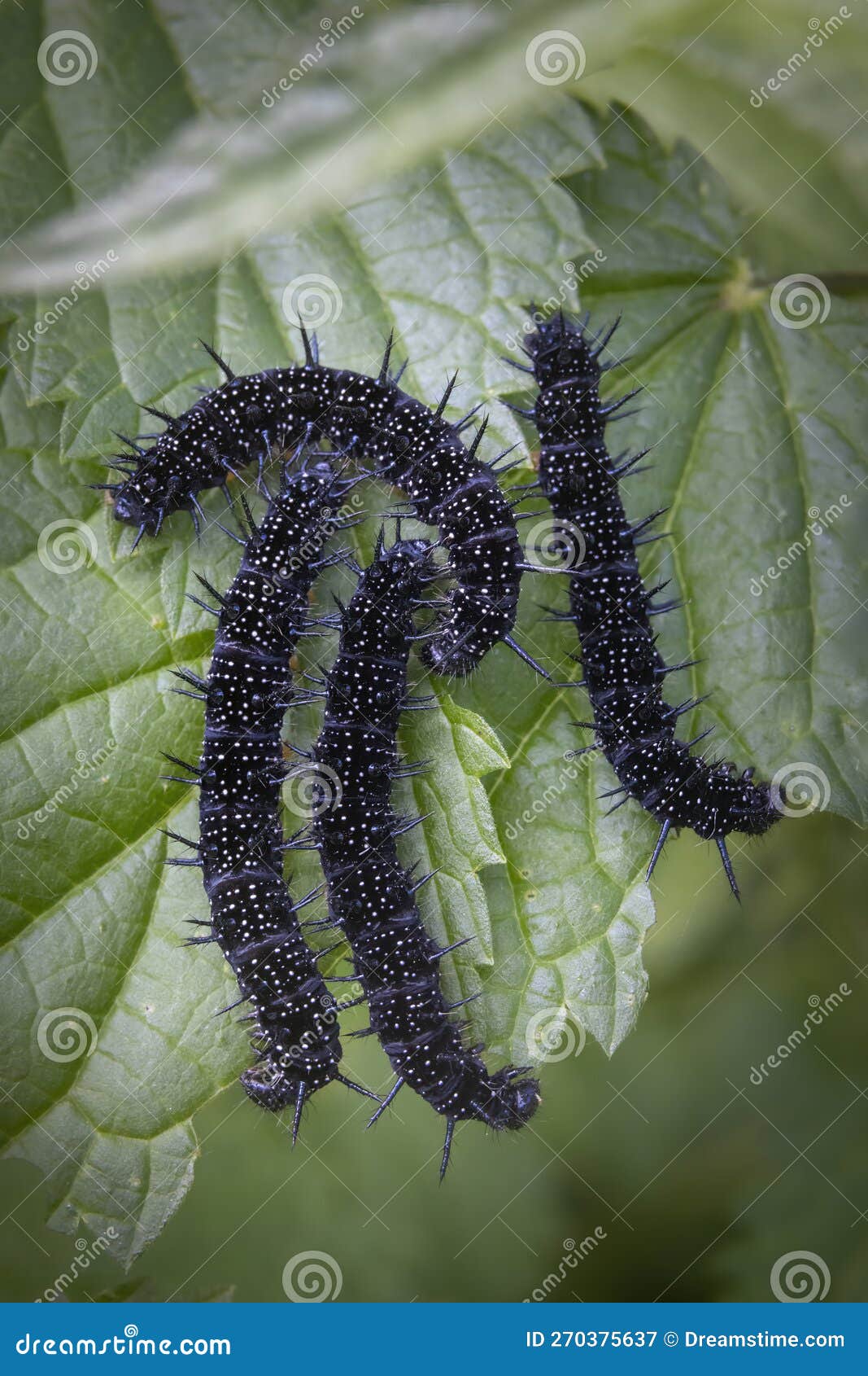 Black Caterpillars on a Green Leaf Stock Image - Image of euarthropoda ...