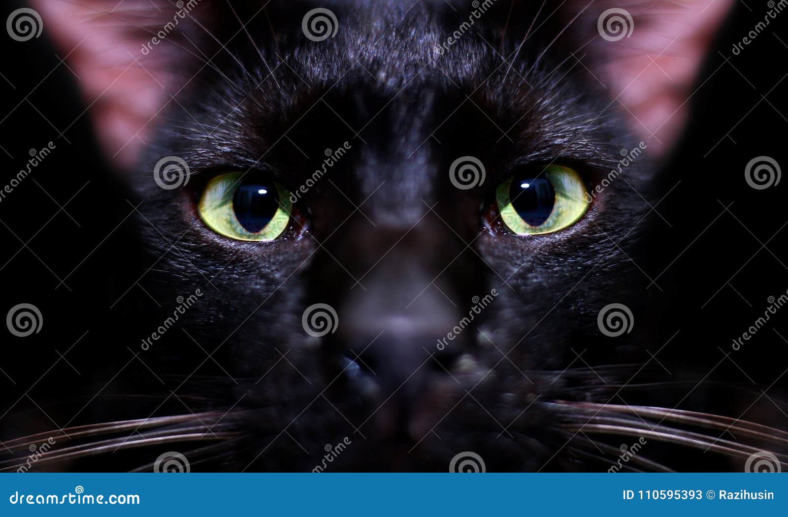 Two Black Cats Playing With String Bitting Looking Up Active Kitties ...
