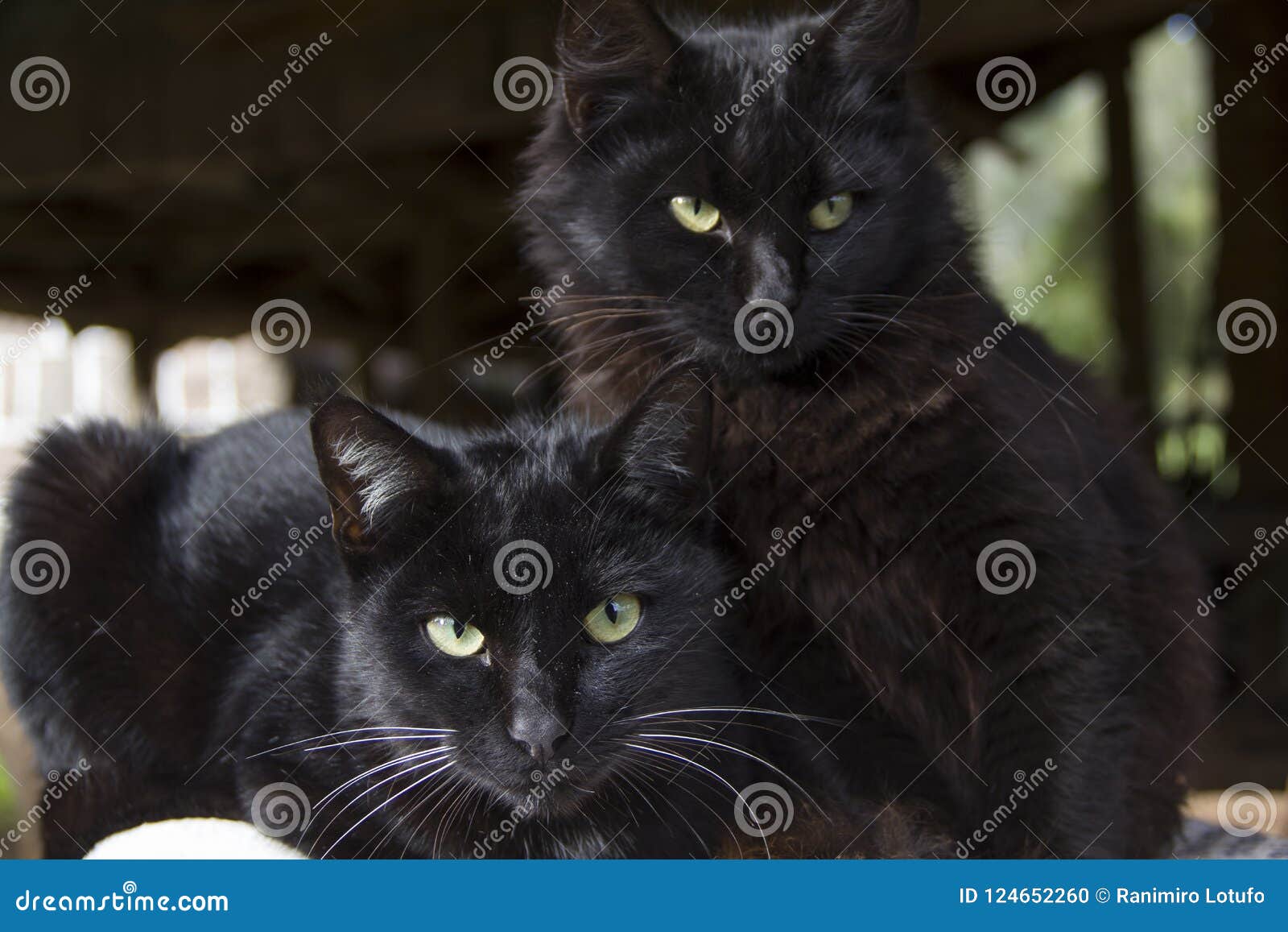 Black Cats Looking at the Camera. Black Cat Stock Photo - Image of face ...
