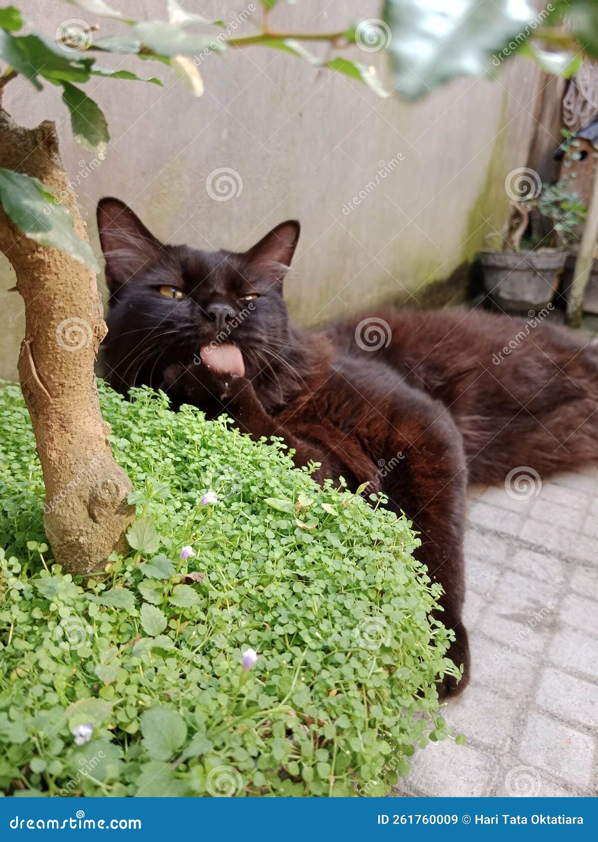 Black Cats is Not about Bad Luck Stock Image - Image of luck, black ...