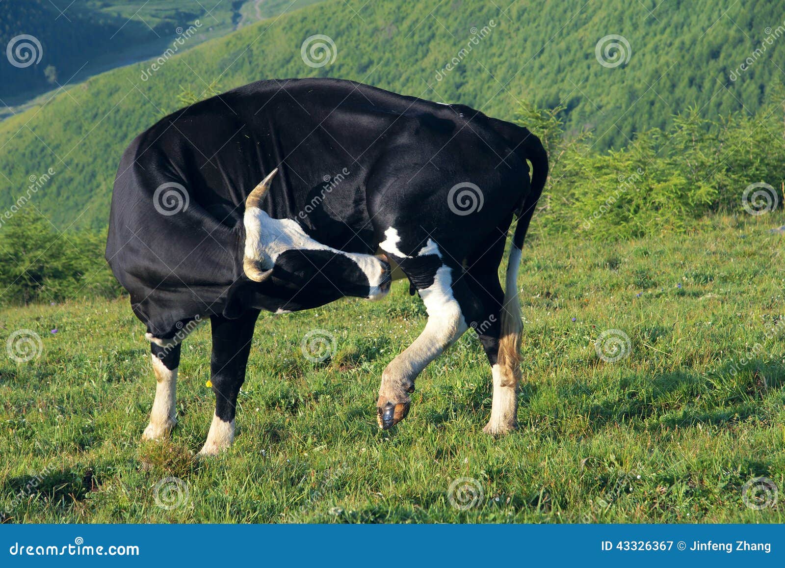Black cattle stock image. Image of mountain, rear, bovine - 43326367
