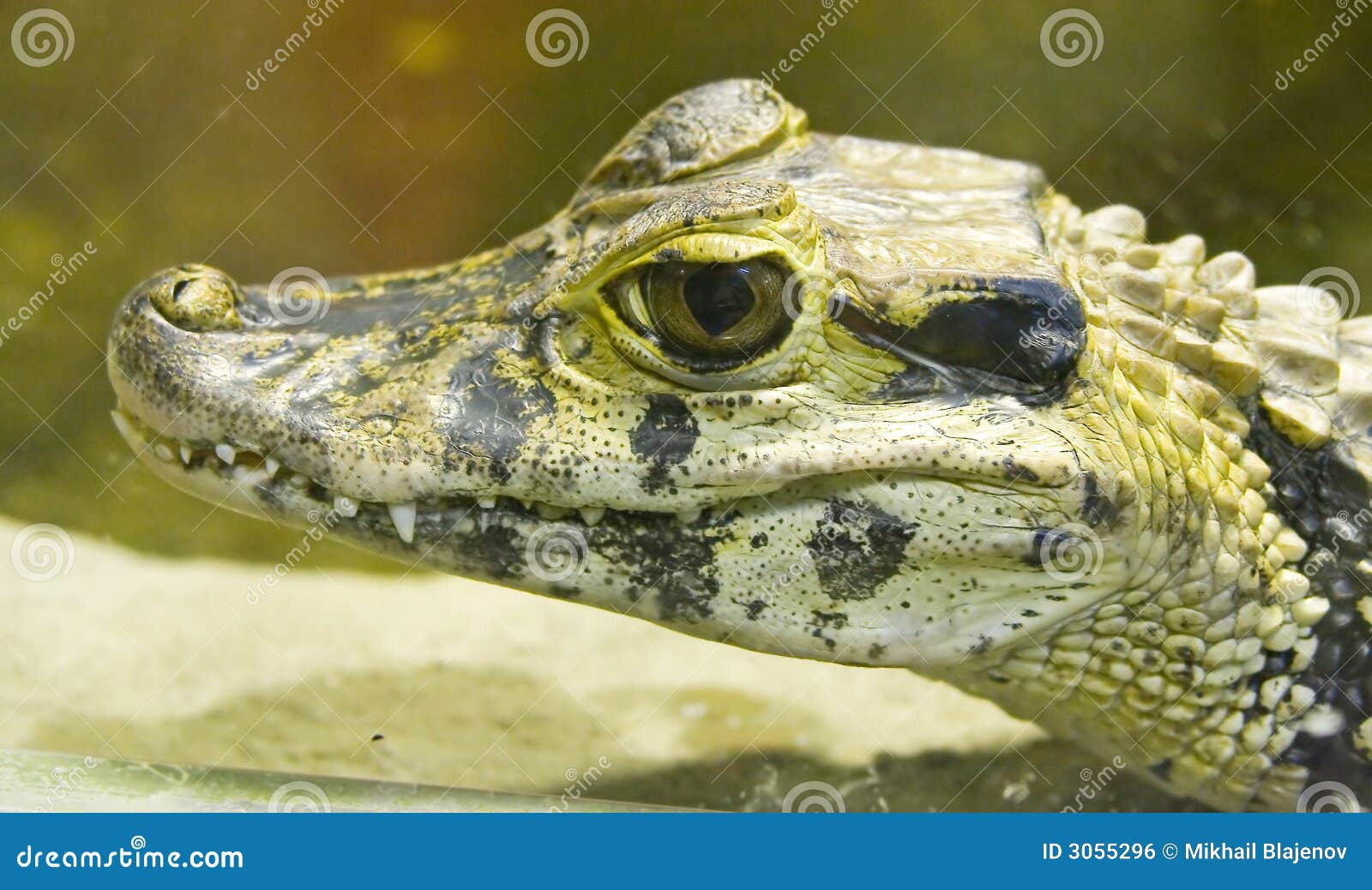 Black cayman 1 stock photo. Image of crocodile, monster - 3055296