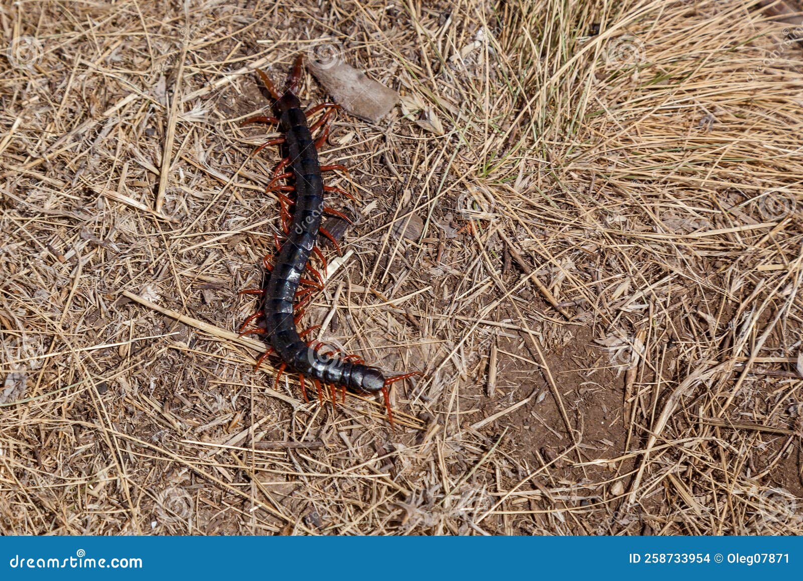 Black Centipede with Red Paws Stock Photo - Image of invertebrate ...