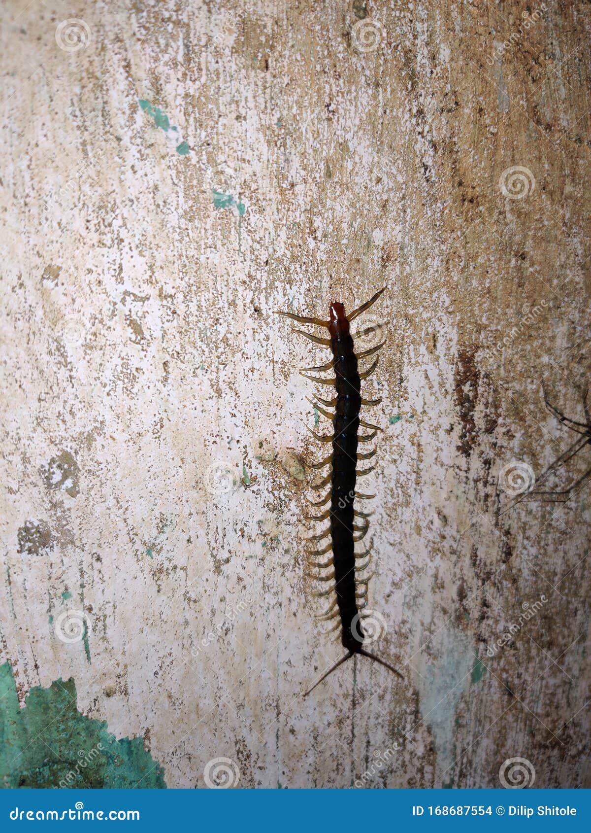 Black Centipede stock photo. Image of closeup, wall - 168687554
