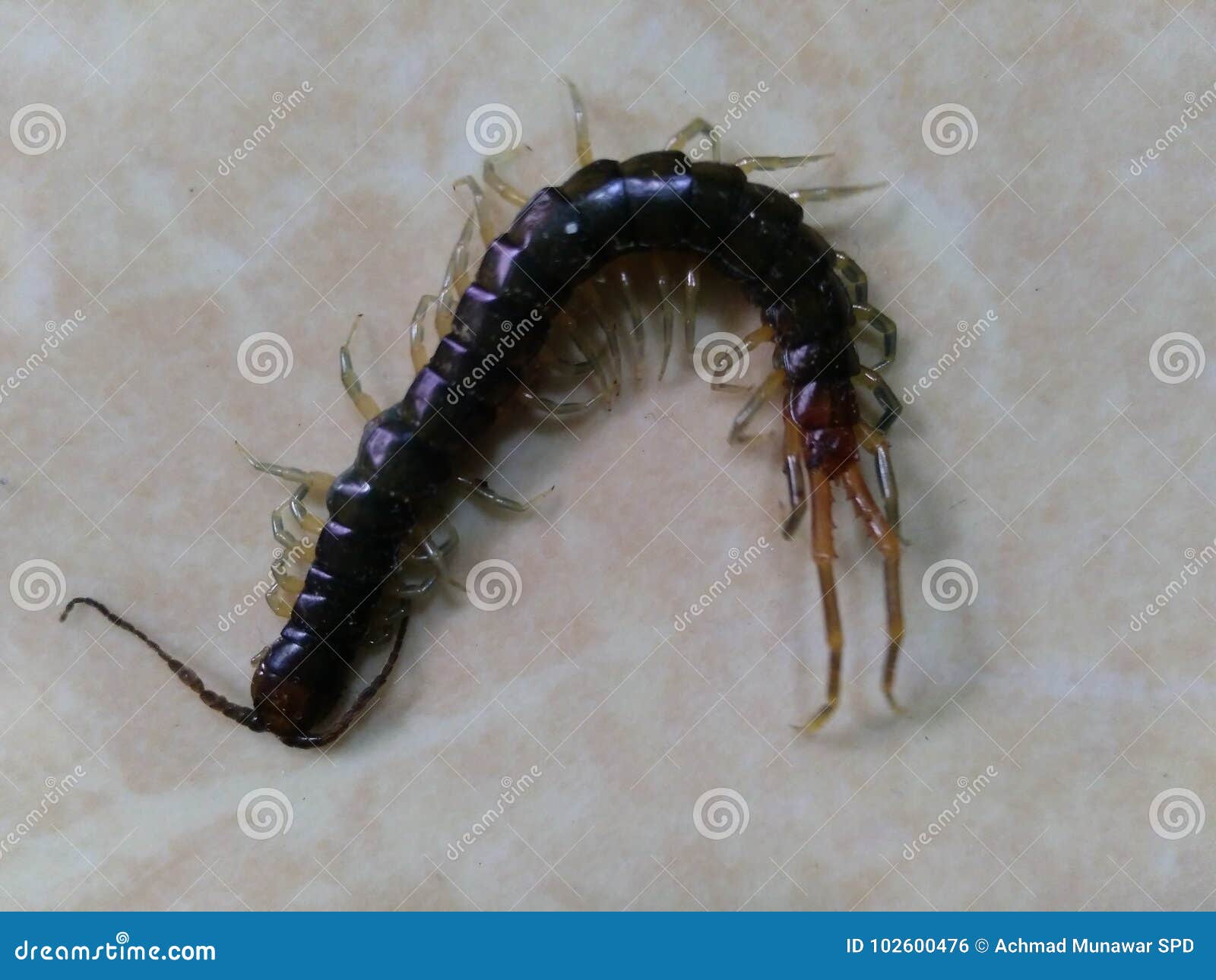 Black centipedes stock photo. Image of invertebrate - 102600476