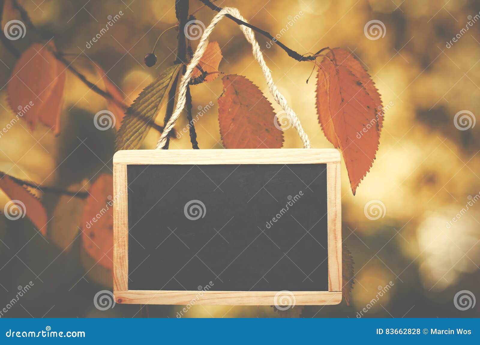 Black Chalk Board Hanging from a Tree. Stock Photo - Image of school ...