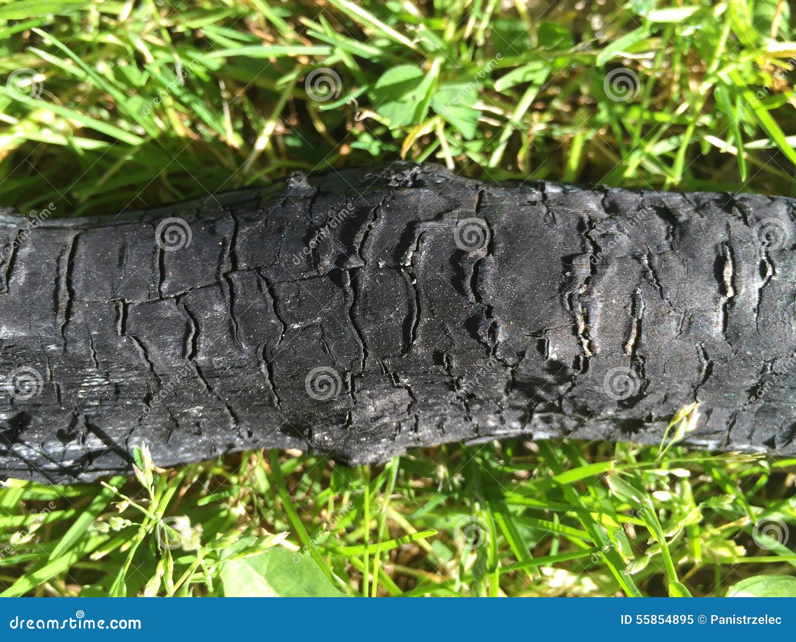 Black charred branch stock image. Image of outdoor, charred - 55854895