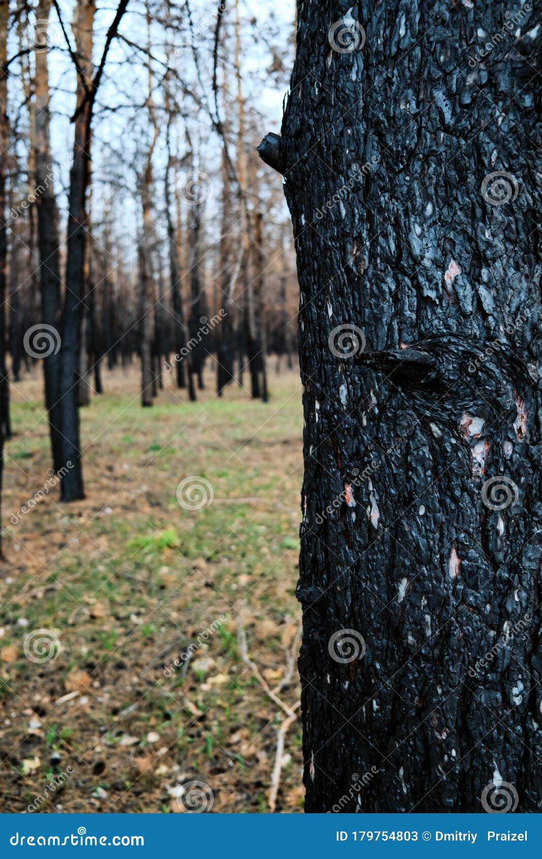 Black Charred Pine Tree Against the Burned Forest Stock Image - Image ...