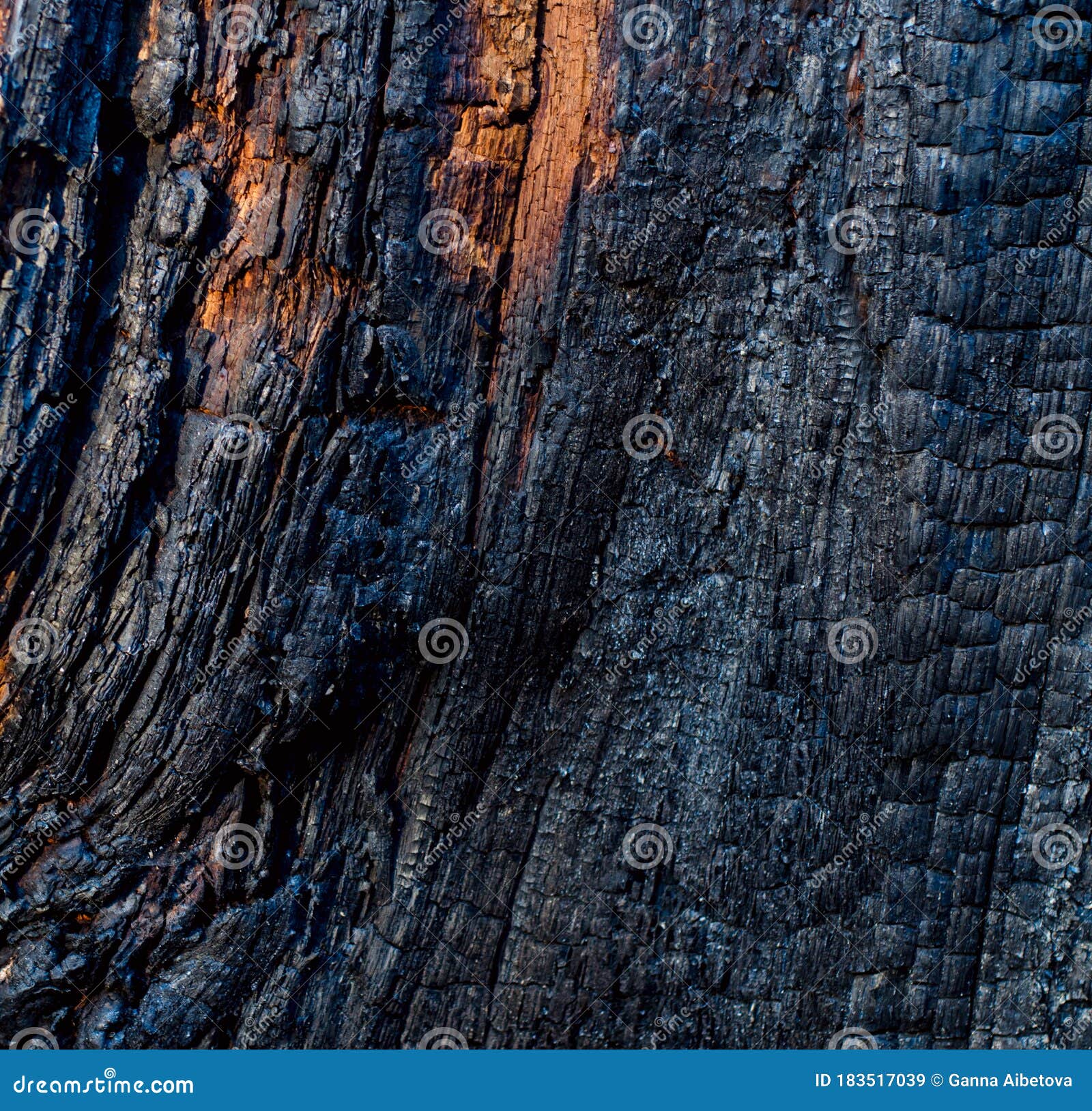Black Charred Tree Texture. Tree Bark after a Forest Fire Stock Image ...