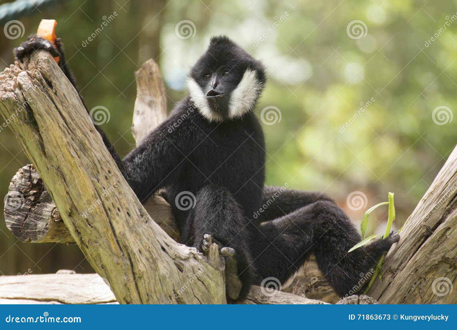 Black Cheeked Gibbon or Lar Gibbon Stock Image - Image of black, small ...