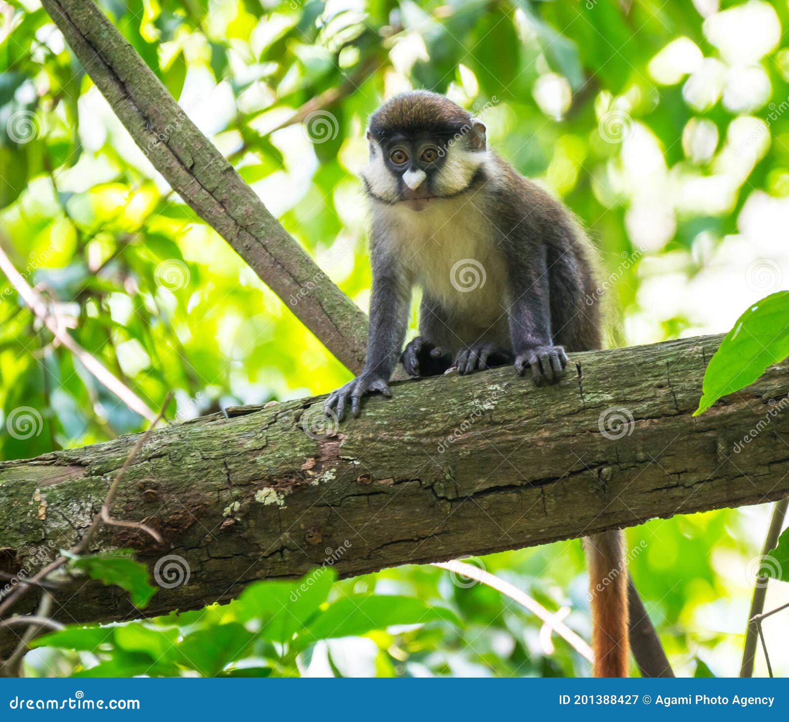 Black-cheeked White-nosed Redtail Onkey, Cercopithecus Ascanius Stock ...