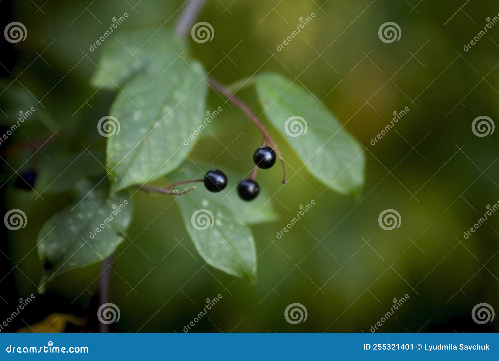 Black Cherry Berries Hang on Twigs Stock Image - Image of twigs ...