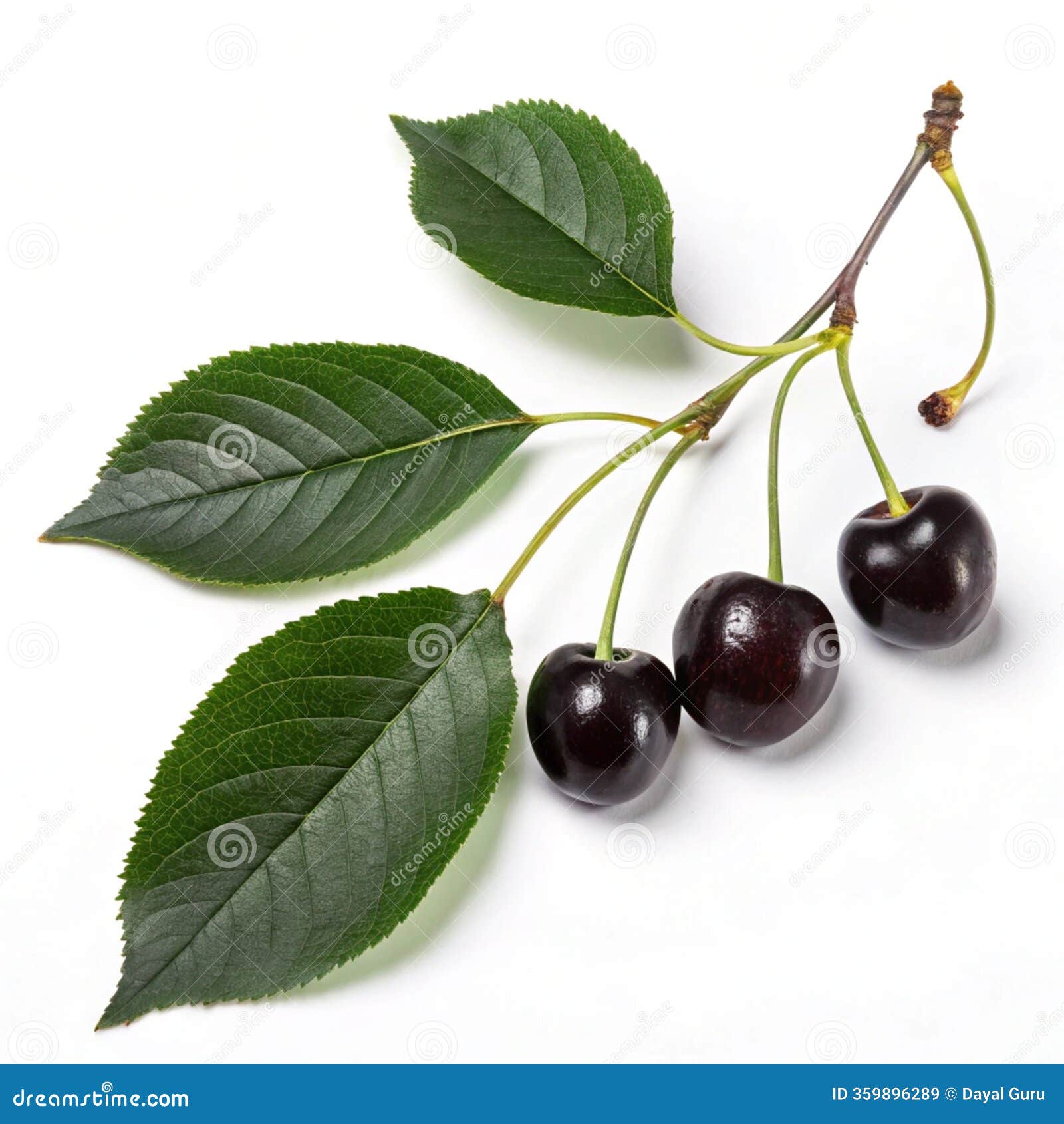 Cherry Leaves With Aphids - Insect Infestation Royalty-Free Stock Photo ...