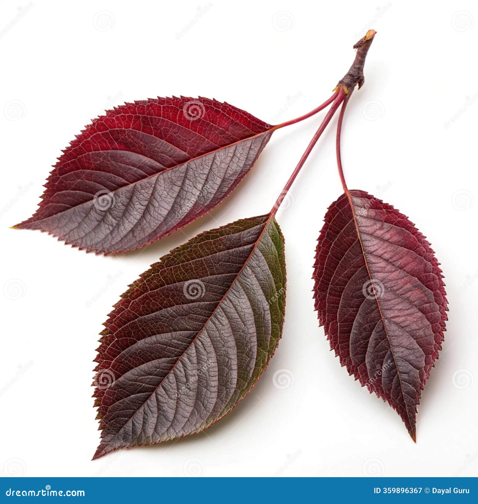 Black Cherry Leaves On Transparent Background Royalty-Free Stock ...